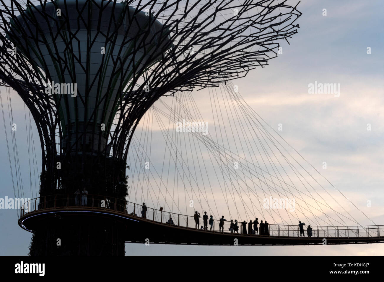 At dusk, a group of visitors meandering 22 metres above ground along ...