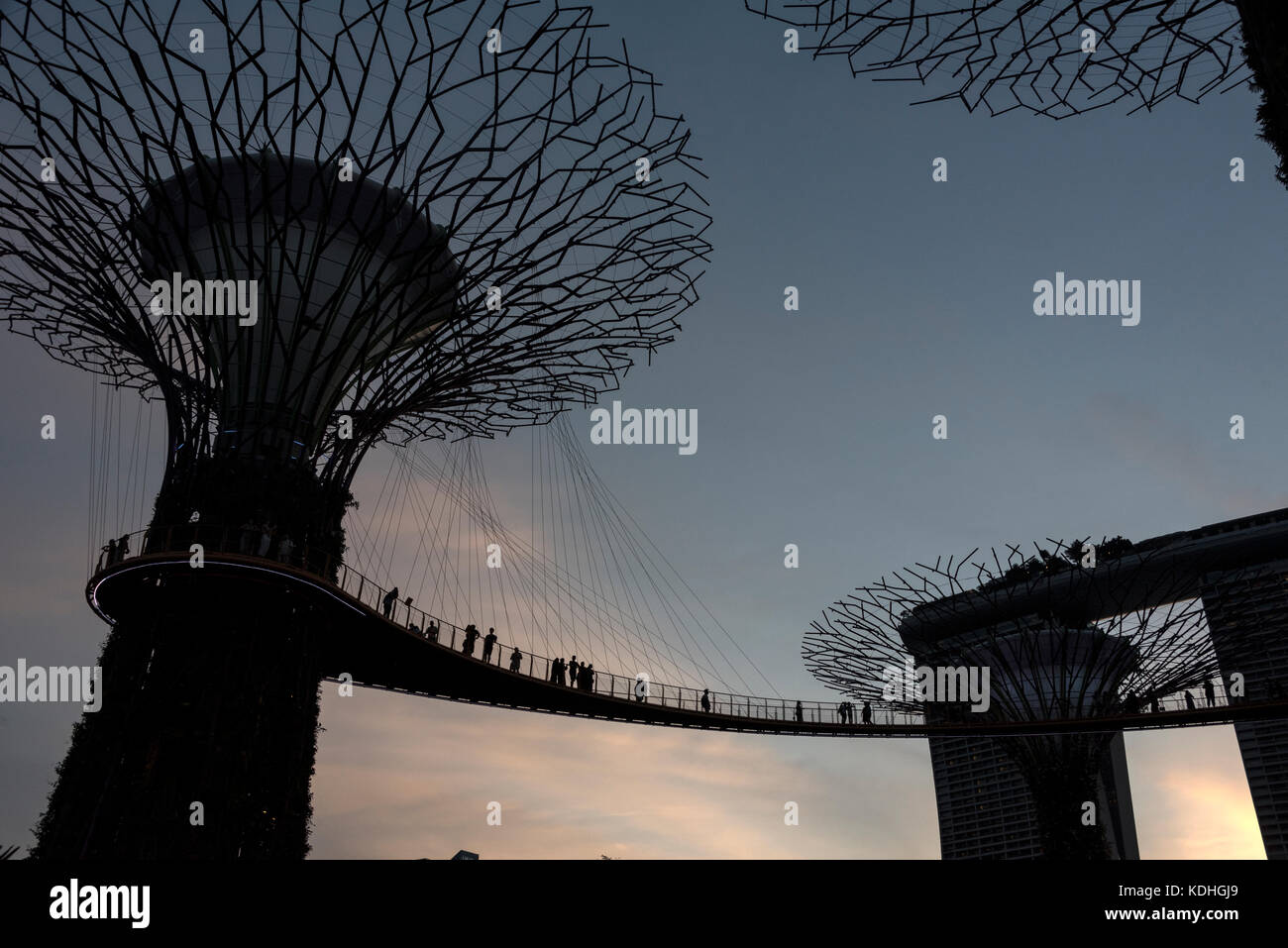 At dusk, a group of visitors meandering 22 metres above ground along ...