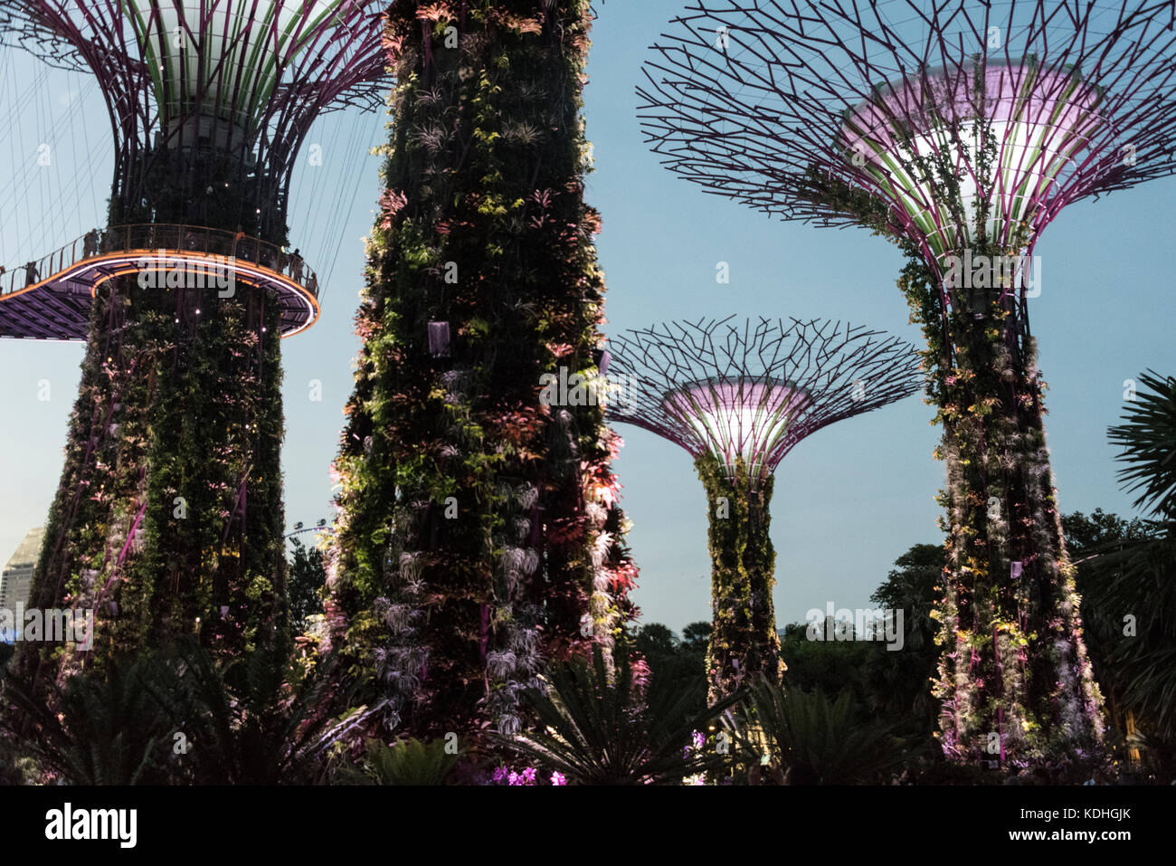 The spectacular Supertrees come alive with a display of the solar ...