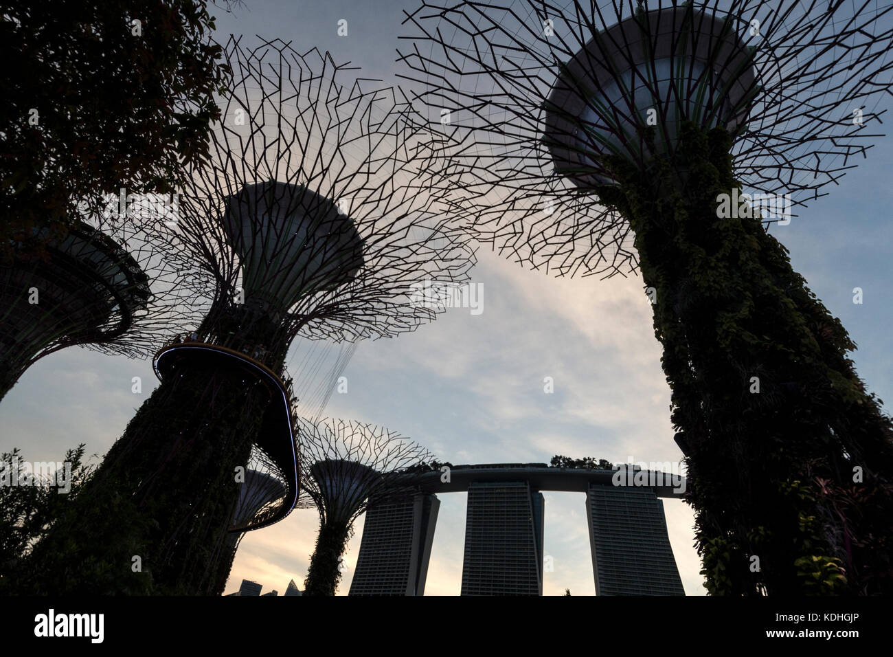 At dusk, a group of visitors meandering 22 metres above ground along ...