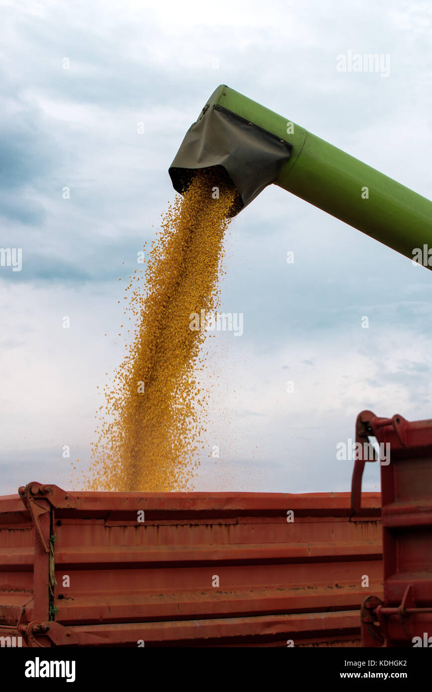Combine harvester auger unloading harvested corn into tractor trailer ...