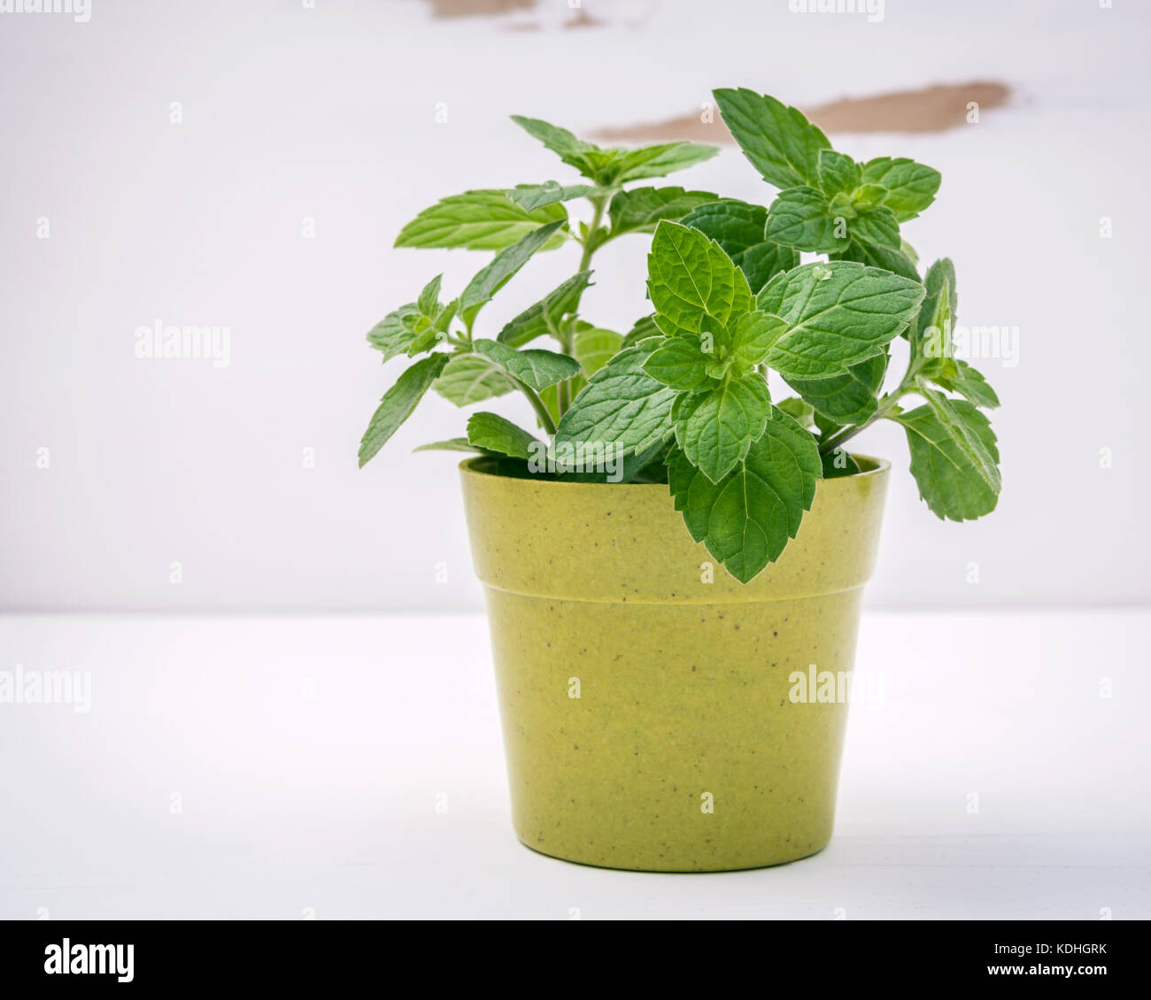 Fresh peppermint potted on white shabby wooden background. Peppermint ...