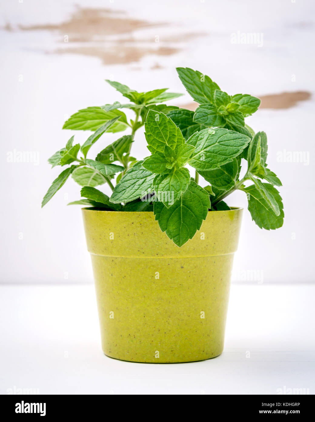 Fresh peppermint potted on white shabby wooden background. Peppermint ...