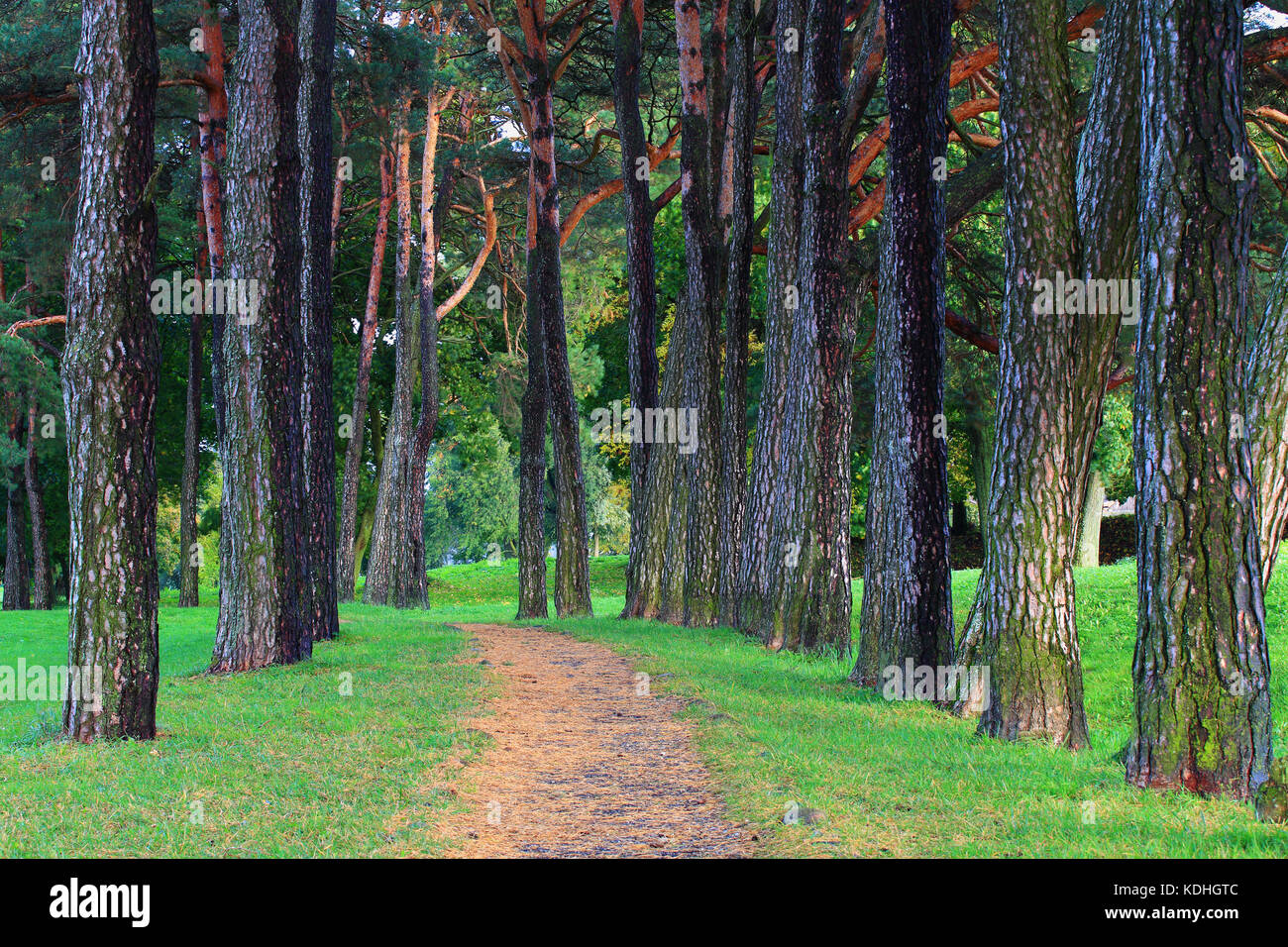 Beautiful morning sunrise trees hi-res stock photography and images - Alamy