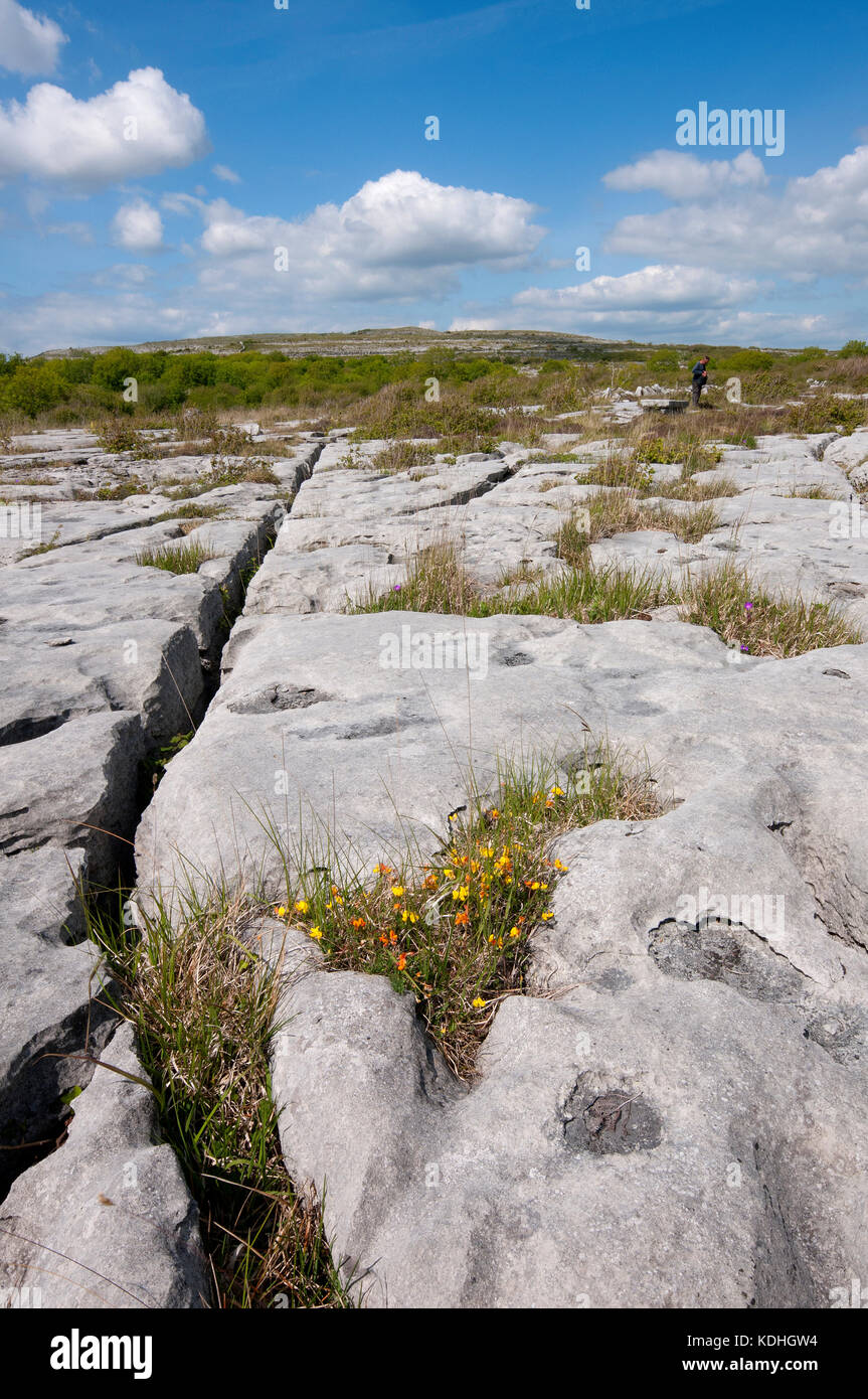 Burren National Park, County Clare, Ireland Stock Photo - Alamy