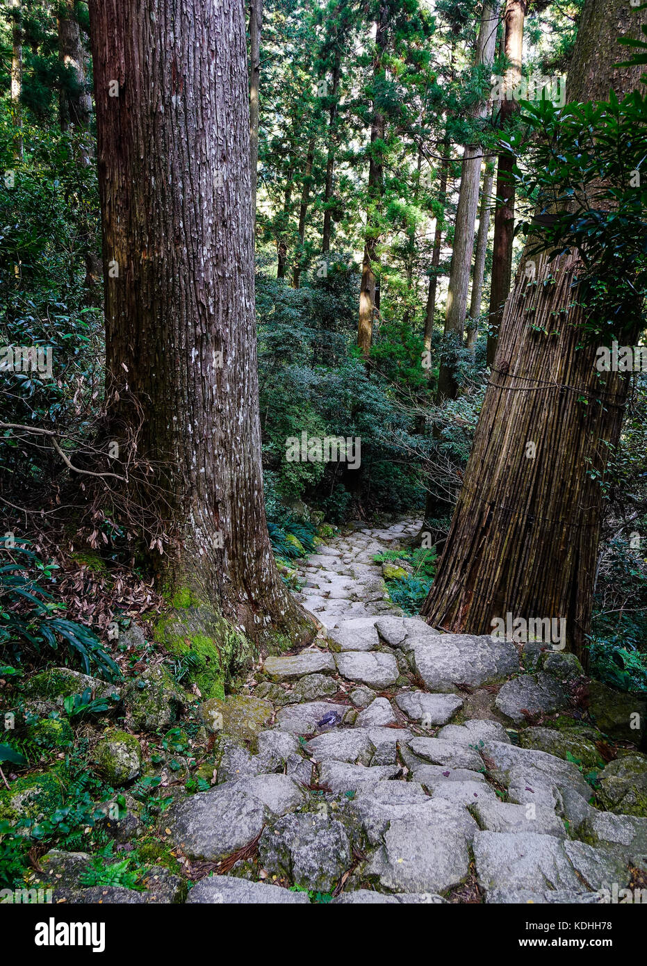 Stone path of Kumano Kodo pilgrimage routes with many sacred trees in ...