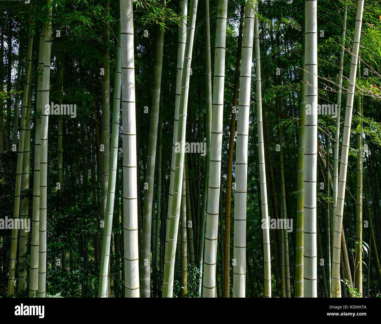 Bamboo forest of Kumano Kodo pilgrimage routes in Kansai, Japan Stock ...