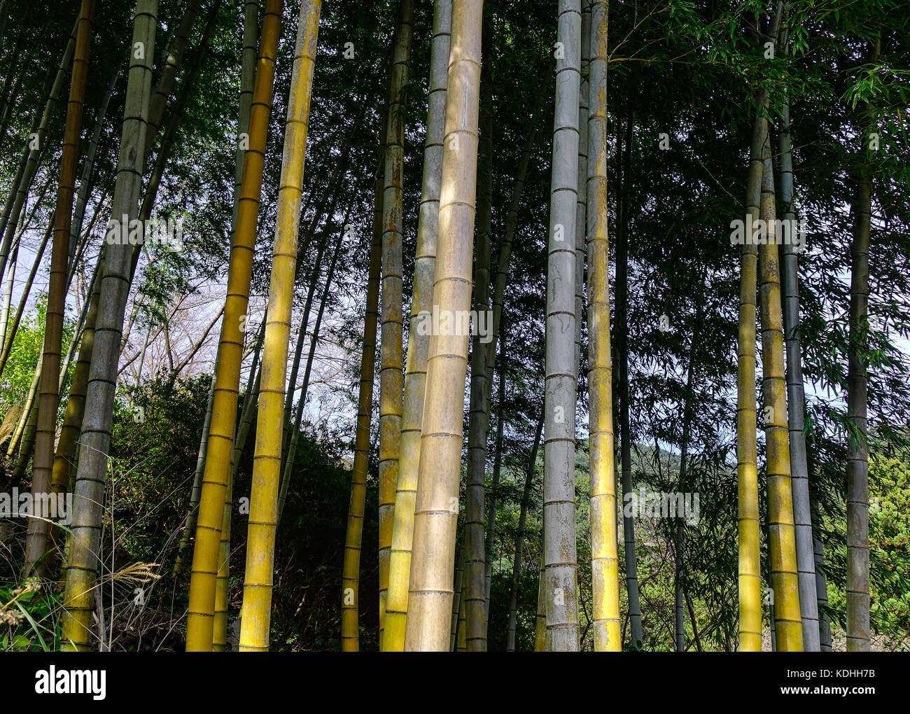 Bamboo forest of Kumano Kodo pilgrimage routes at summer in Kansai ...