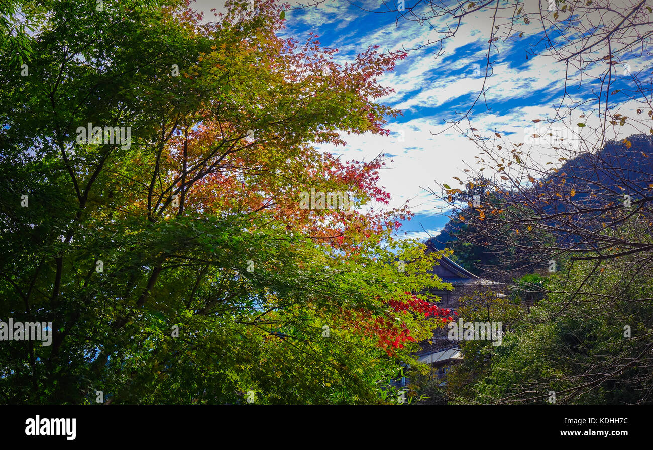 Kumano kodo autumn hi-res stock photography and images - Alamy Kumano kodo autumn hi-res stock photography and images - Alamy