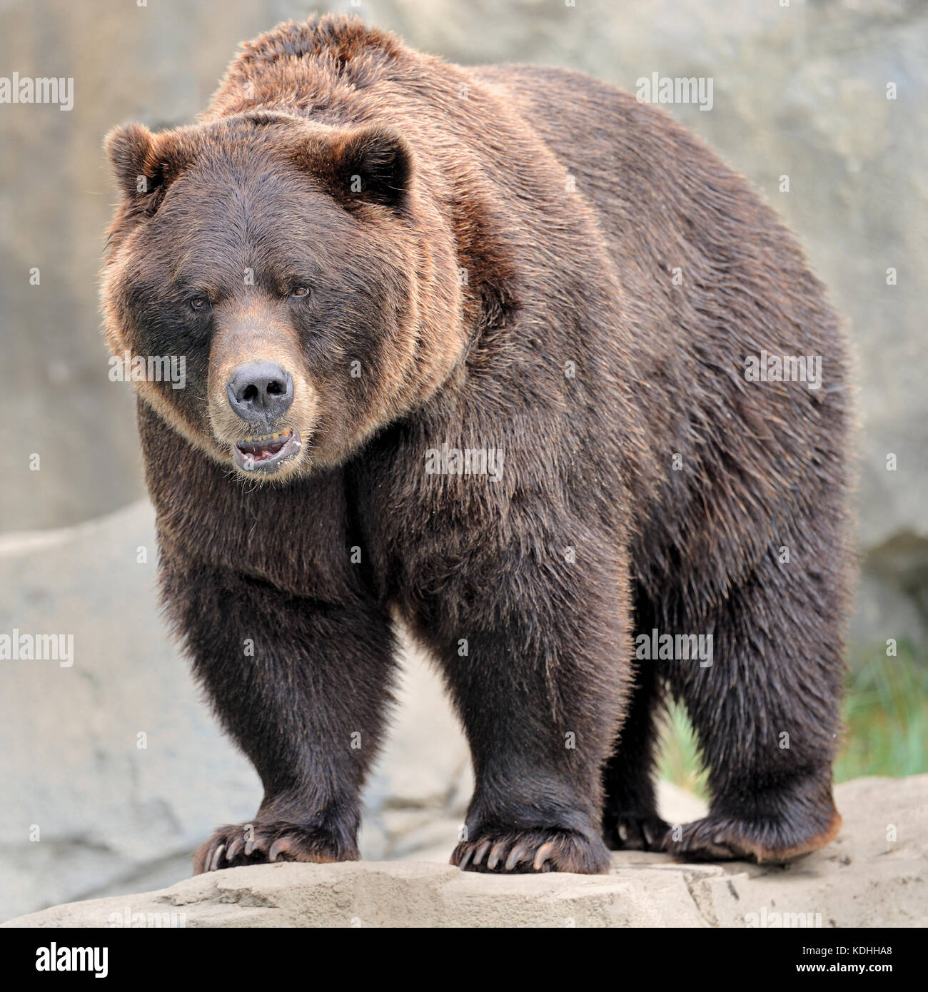 Male grizzly bear (Ursos arctos) closeup portrait Stock Photo - Alamy
