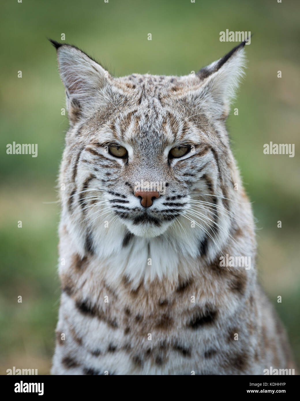 Lynx closeup portrait against green background Stock Photo - Alamy