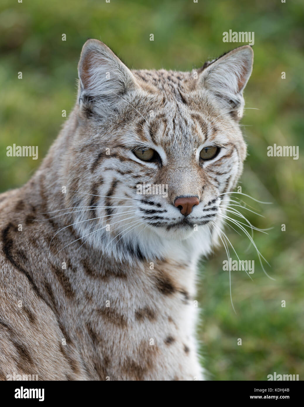 Bobcat (Lynx rufus) closeup portrait Stock Photo - Alamy