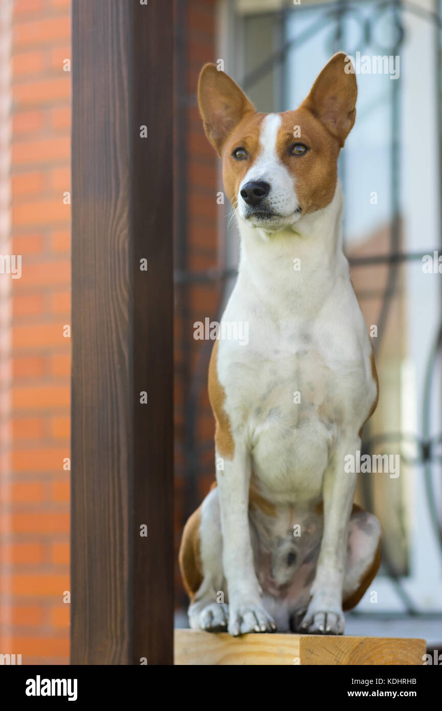 Royal basenji dog sitting concentrated while guarding the house it ...