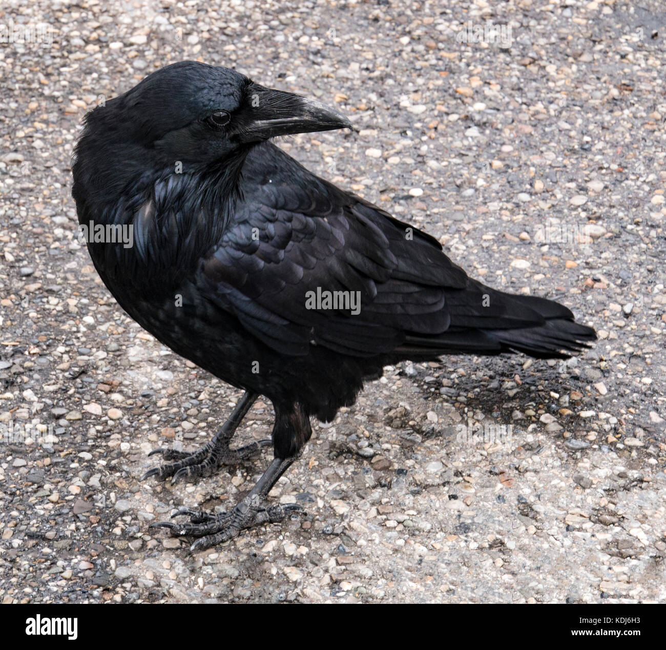 Raven in a parking lot hi-res stock photography and images - Alamy