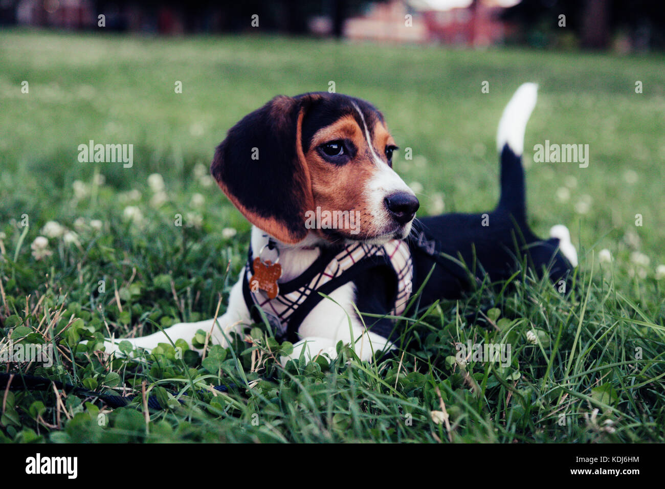 Beagle puppies play hi-res stock photography and images - Alamy