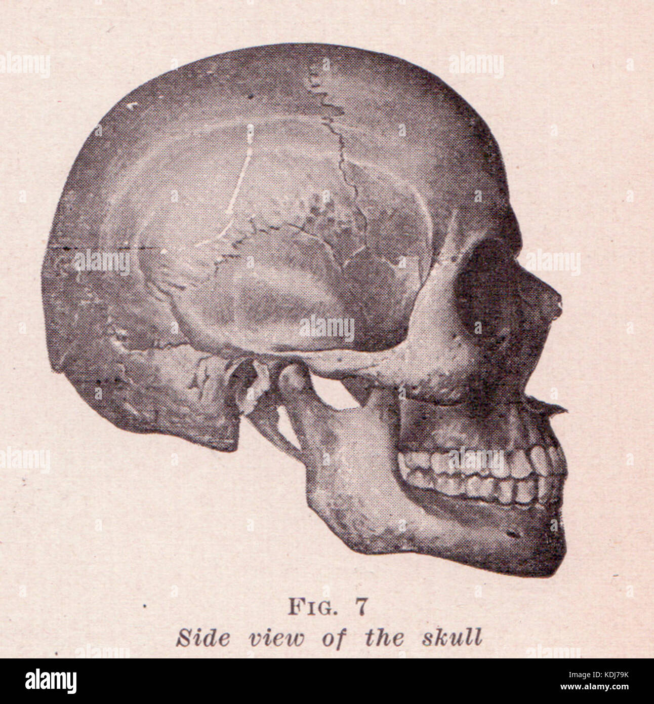 Human skull side view hi-res stock photography and images - Alamy