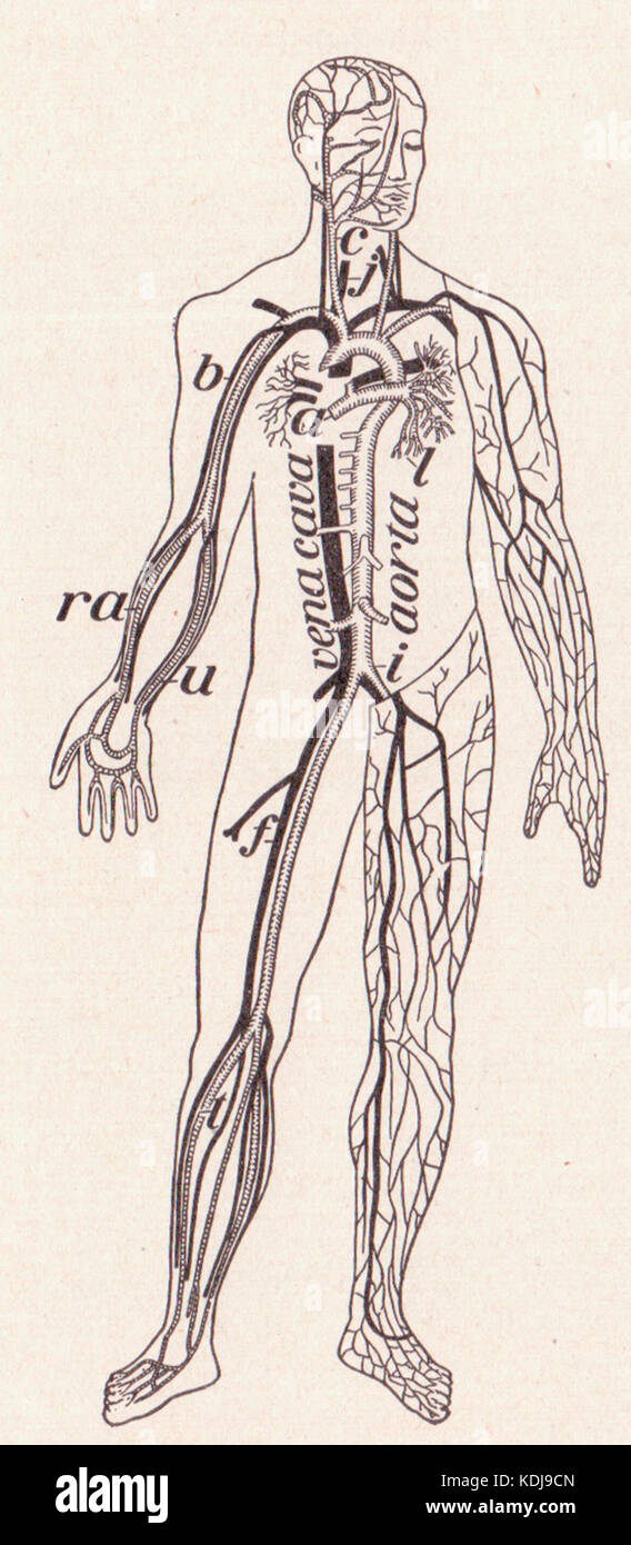 Human blood arteries vein hi-res stock photography and images - Alamy