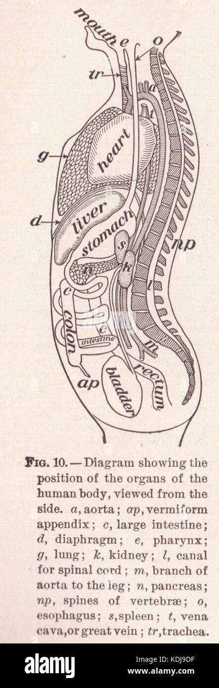 Human body organs diagram hi-res stock photography and images - Alamy