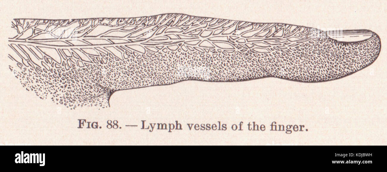 Pg 126 Lymph Vessels of the finger Stock Photo - Alamy