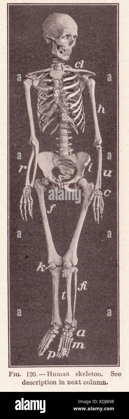 Pg 192 Human Skeleton Stock Photo - Alamy