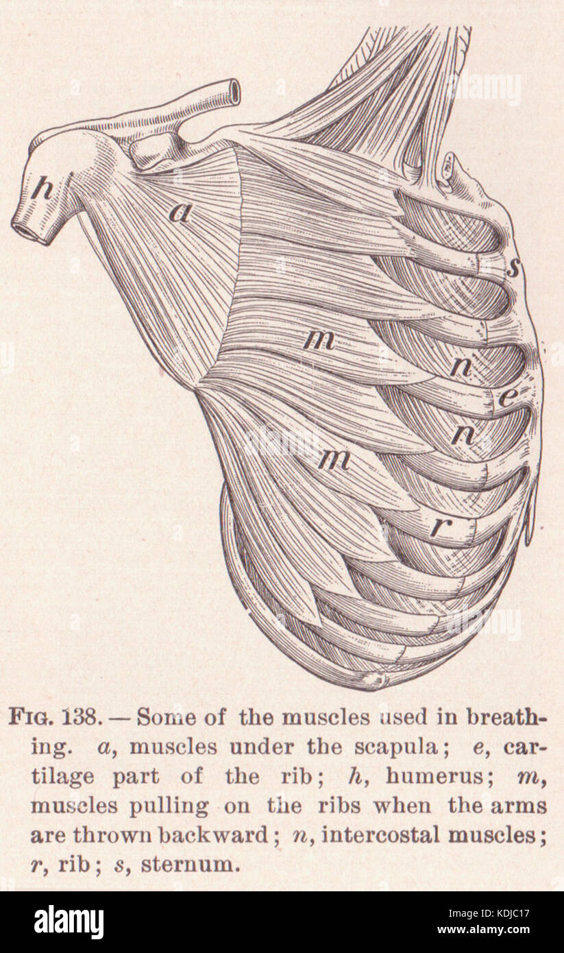 Sternum hi-res stock photography and images - Alamy