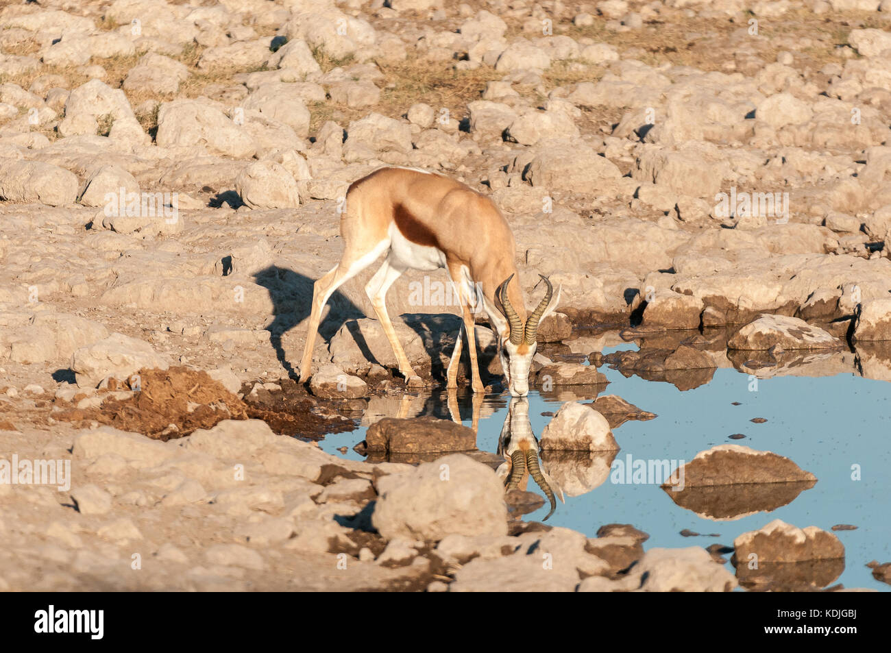 A springbok (Antidorcas marsupialis), with reflection, drinking water ...