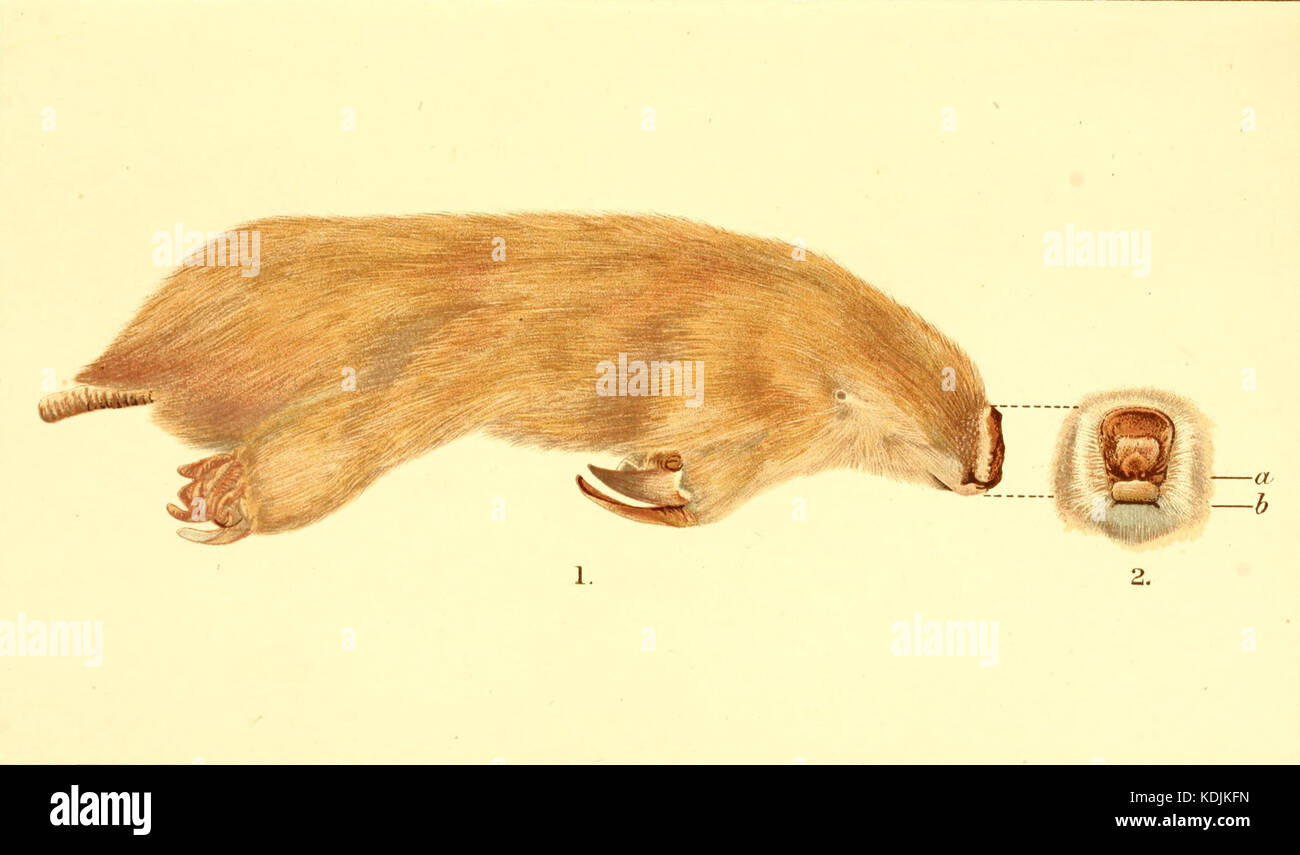 This title refers to a cropped image of Notoryctes typhlops, a species ...