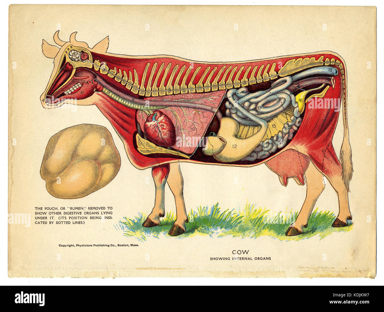Interior of a cow from The Household Physician, 1905 (14147237759 Stock ...
