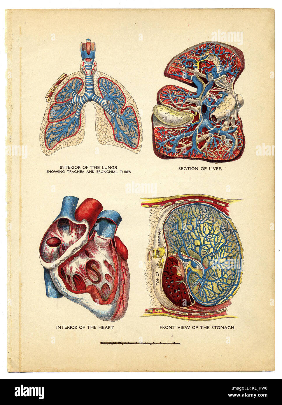 Interior of the heart, lungs,liver, and stomach from The Household ...