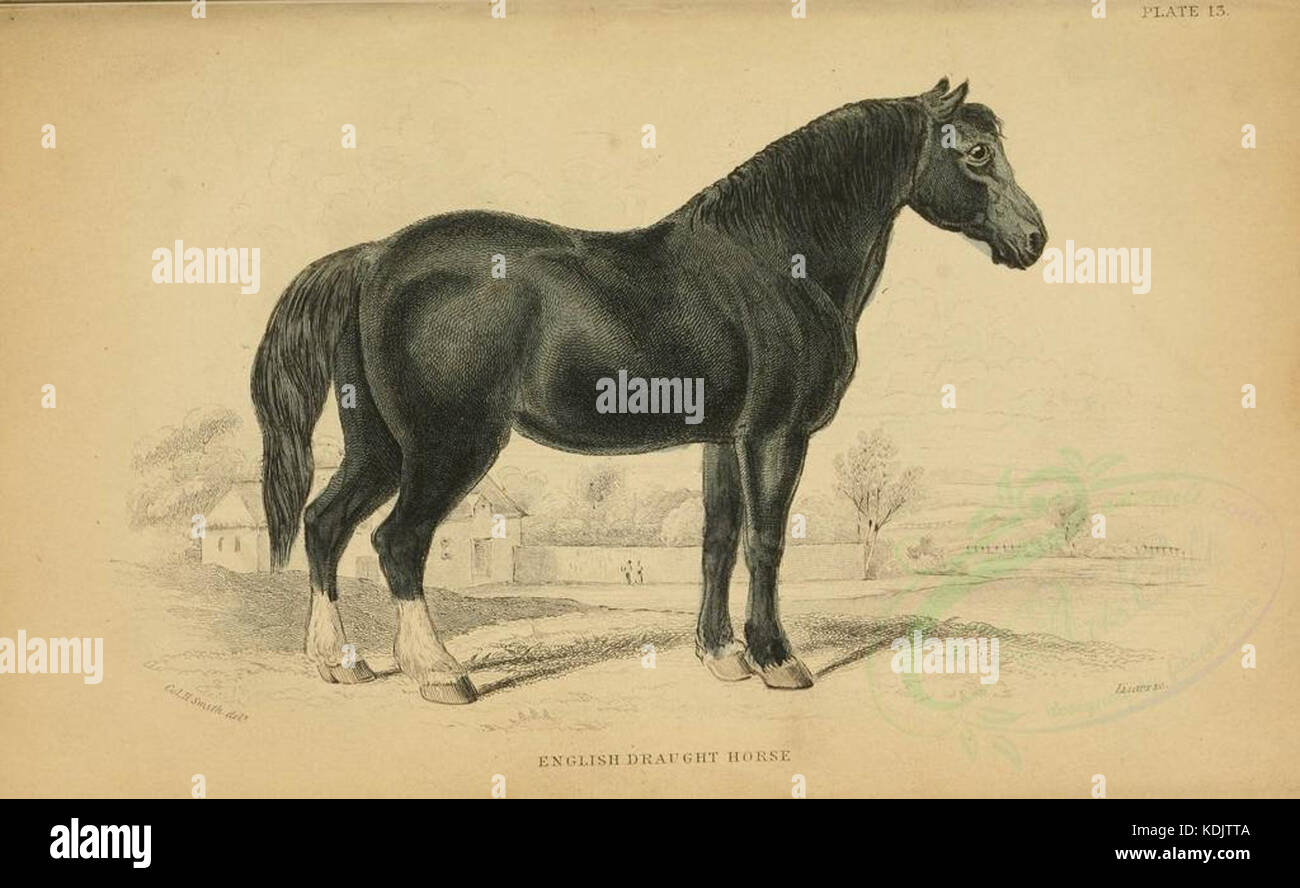 English draught horse hi-res stock photography and images - Alamy