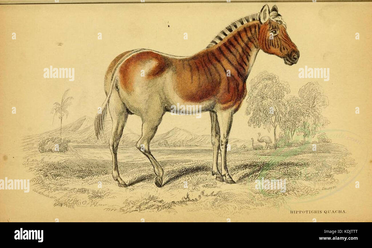 Mammals 00021 QUAGGA (23160219969 Stock Photo - Alamy