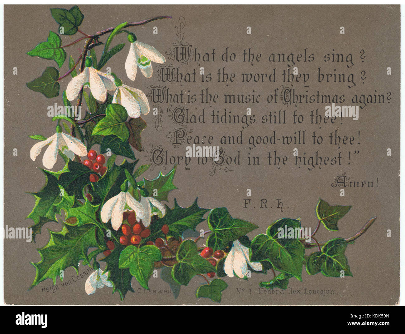 A botanical illustration of Hedera Ilex and Leucojum, created by Helga ...