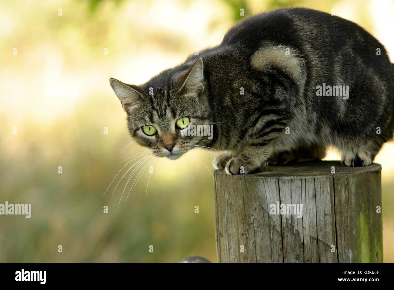 female tabby cat Stock Photo - Alamy