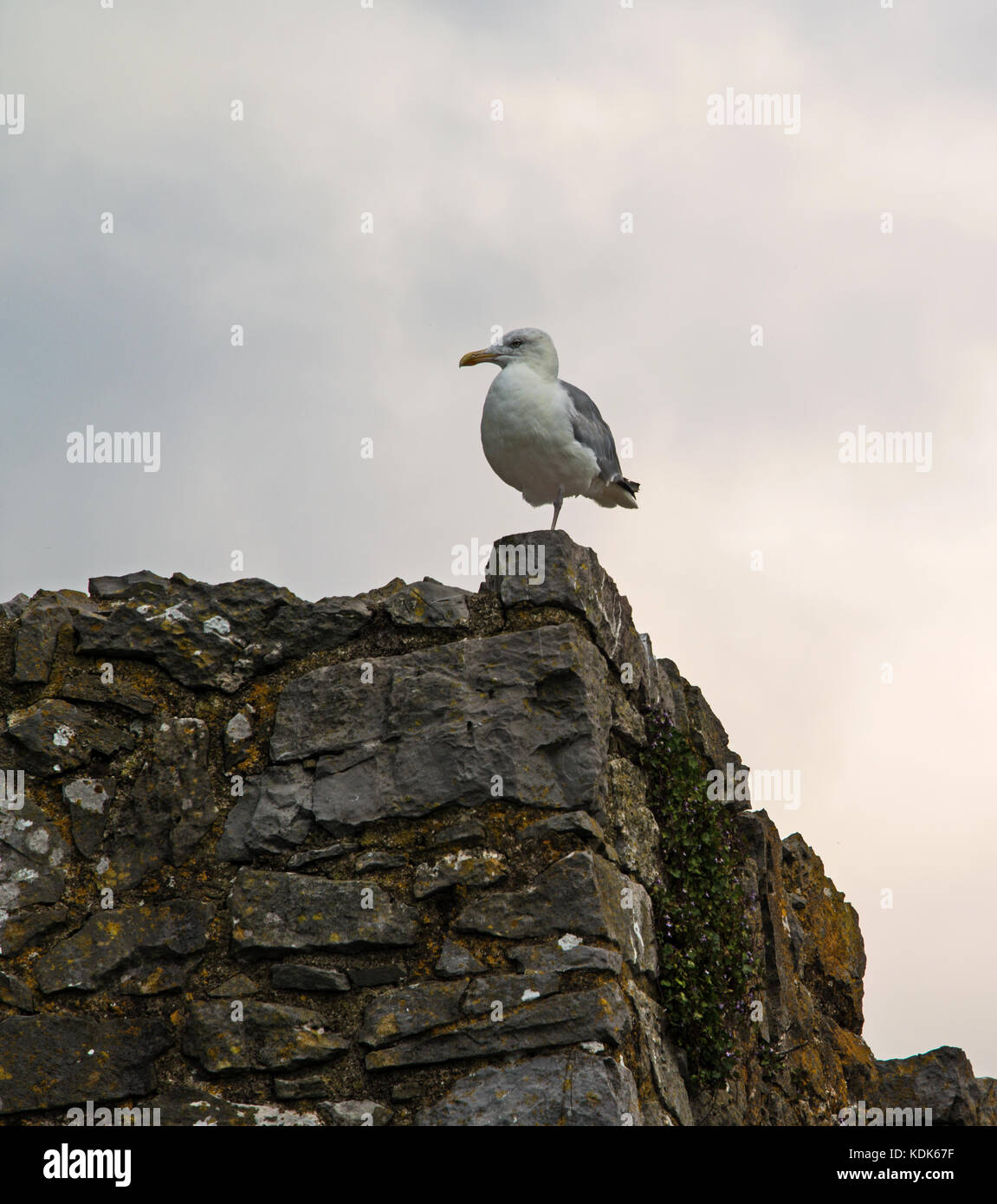 a one-legged Common Gull Stock Photo - Alamy