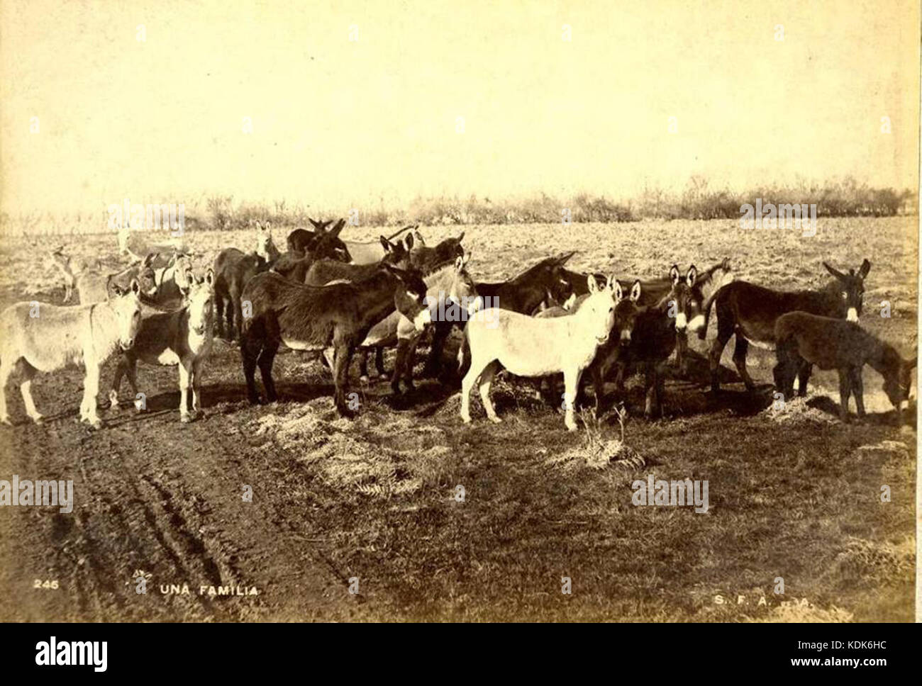 Traditional mule caravans hi-res stock photography and images - Alamy