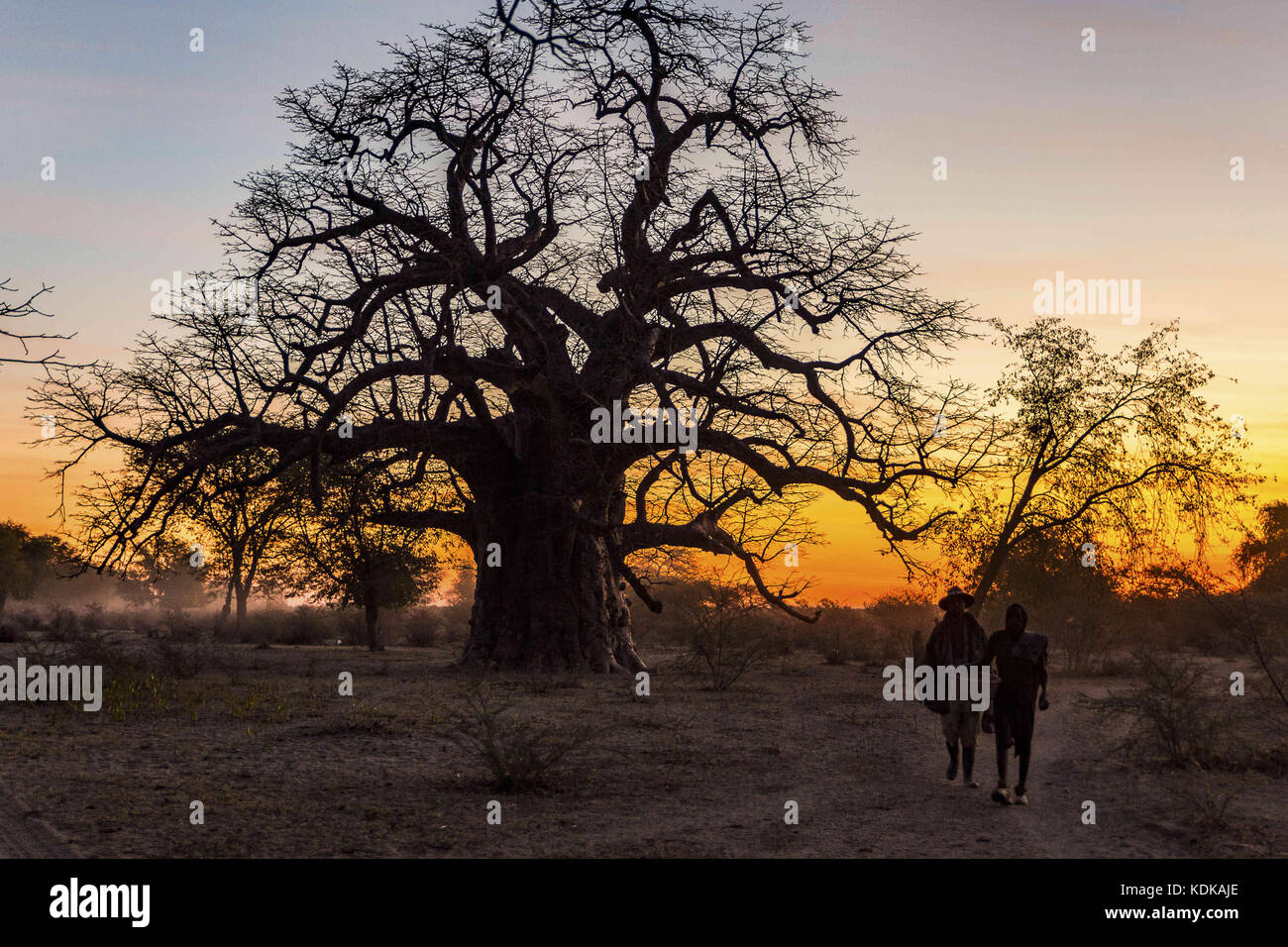 Xangongo, Angola. 24th July, 2016. Gigantic baobab tree at sunset near ...
