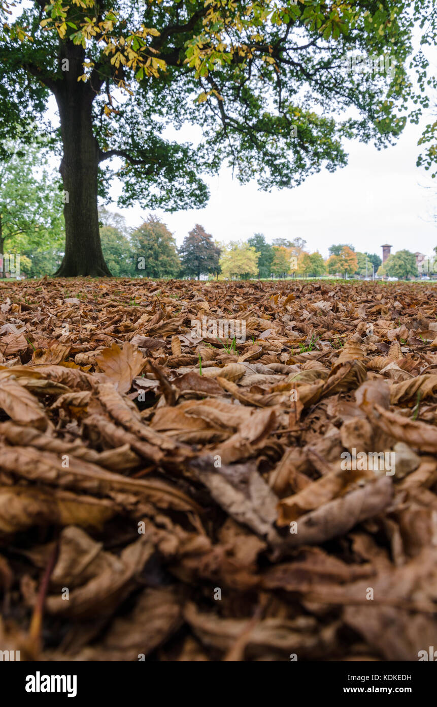 Leaf litter on the floor in Prospect Par, Reading, Berkshire during ...