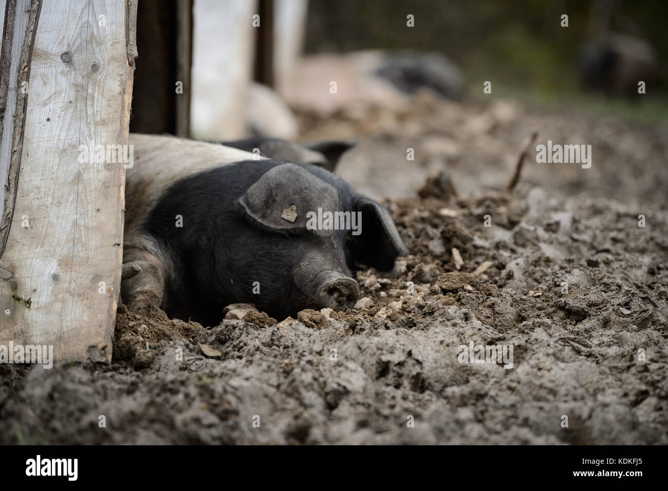 A pig lying under a shelter in Schwaebisch Hall, Germany, 11 October ...