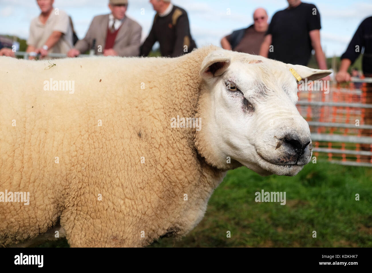 Tup tups hi-res stock photography and images - Alamy