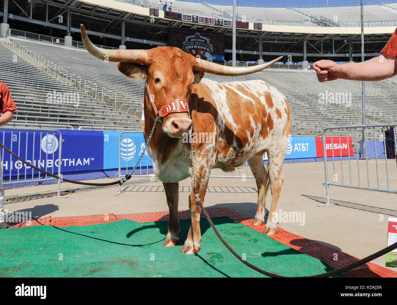 October 14, 2017: The Texas Longhorns mascot BEVO VX enters the stadium ...