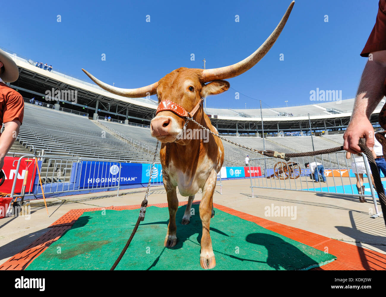 October 14 2017 The Texas Longhorns Mascot Bevo Vx Enters The Stadium