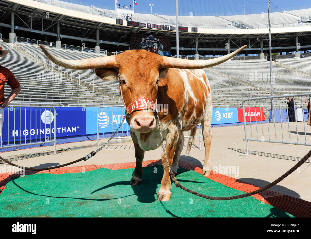 October 14, 2017: The Texas Longhorns mascot BEVO VX enters the stadium ...
