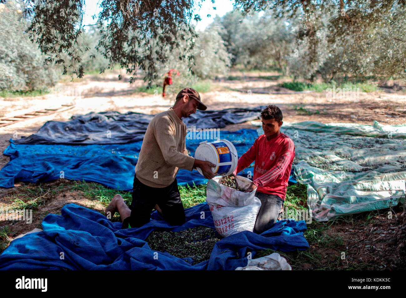 Gaza. 14th Oct, 2017. People collect olives at an olive orchard in Gaza ...