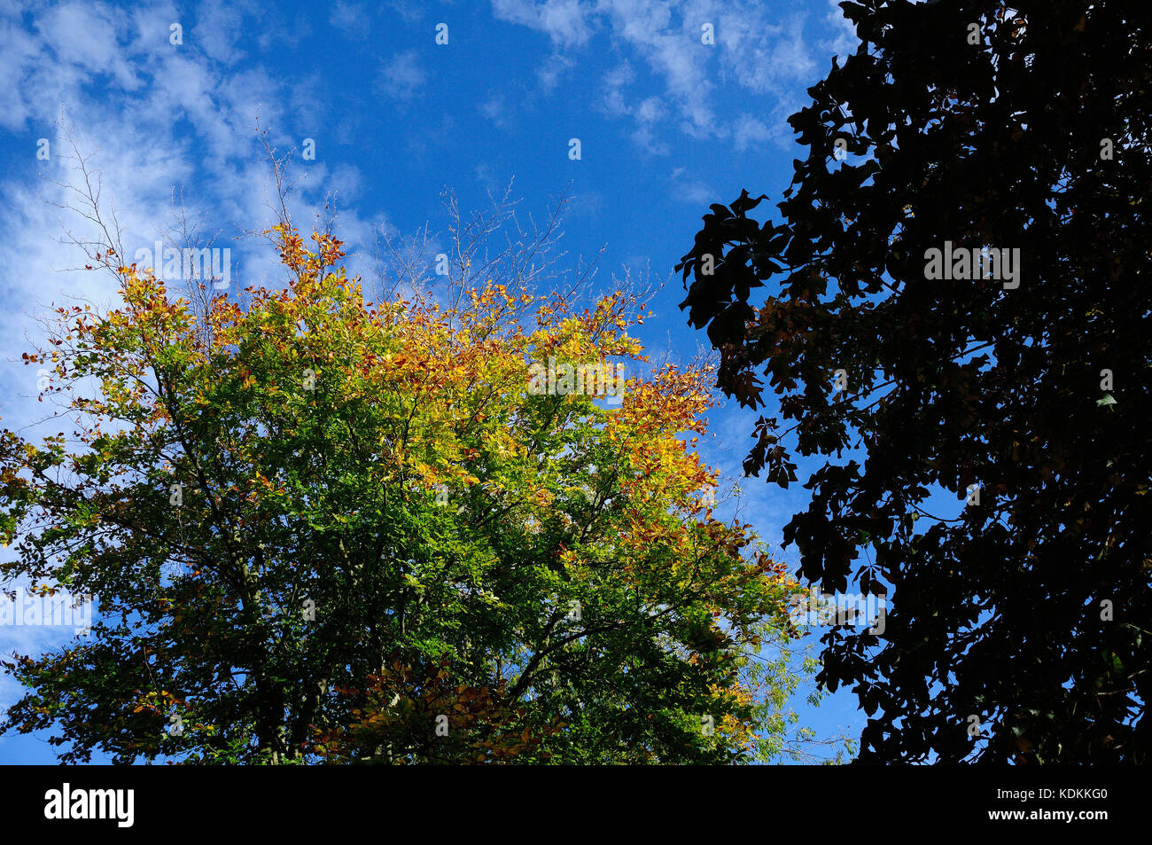 14th October 2017. Bourne, United Kingdom. Autumn Colours in the ...