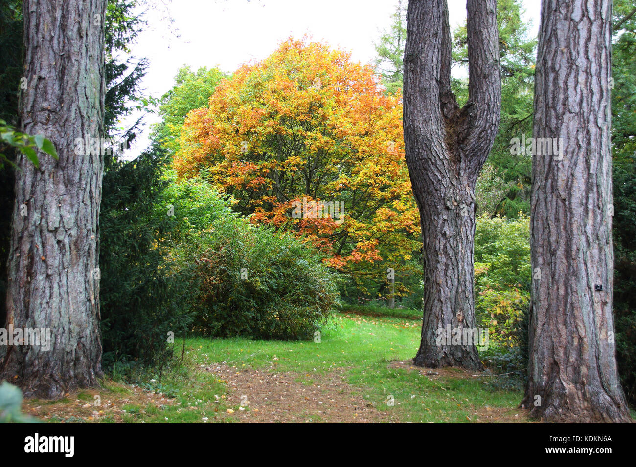 Gloucestershire, UK. 14th Oct, 2017. Japanese maples and colourful ...
