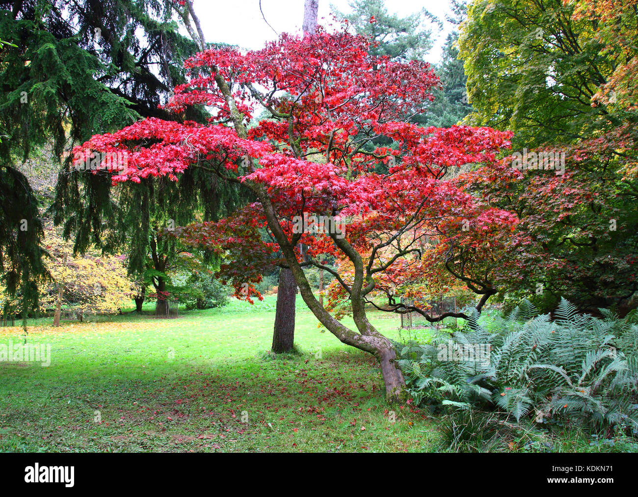 Gloucestershire, UK. 14th Oct, 2017. Japanese maples and colourful ...