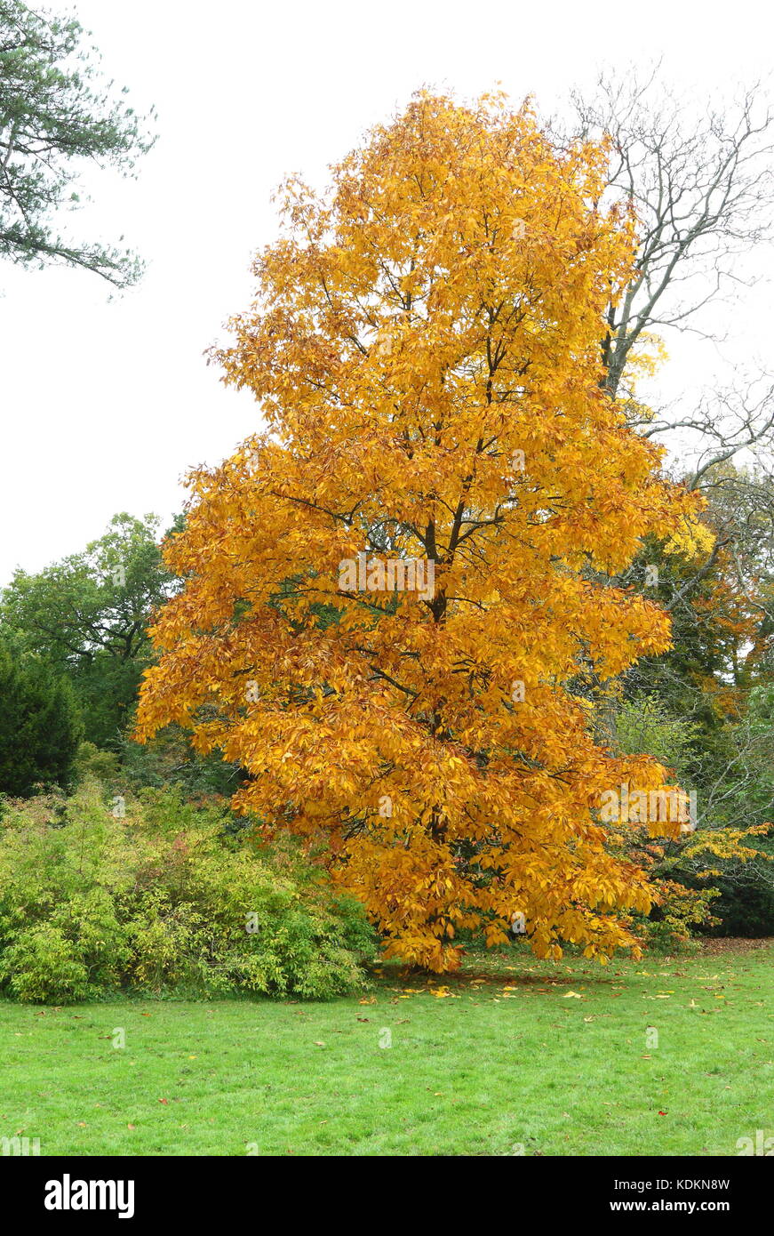 Gloucestershire, UK. 14th Oct, 2017. Japanese maples and colourful ...
