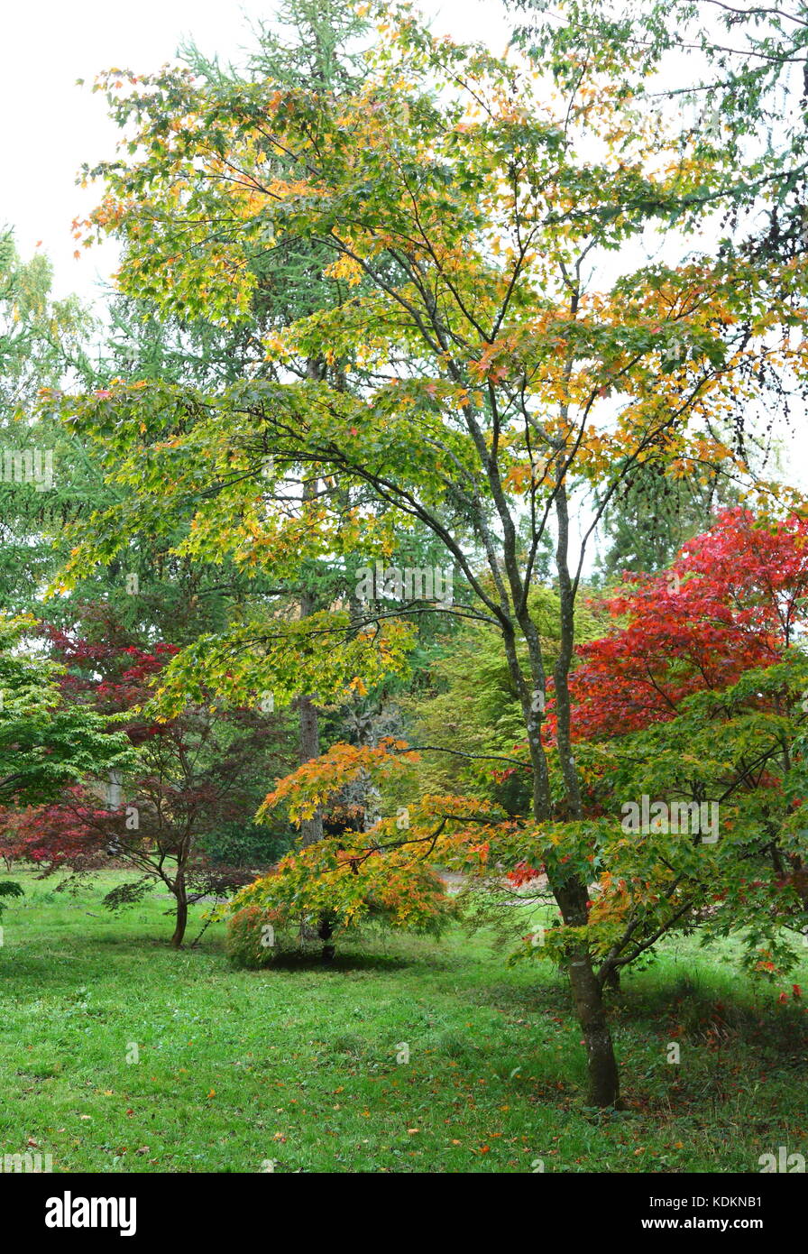 Gloucestershire, UK. 14th Oct, 2017. Japanese maples and colourful ...
