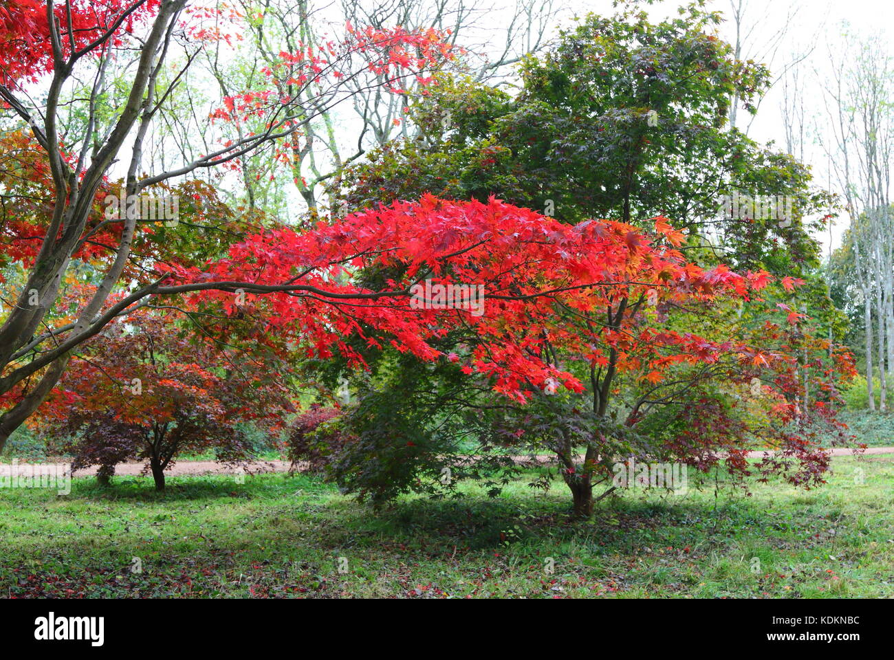Gloucestershire, UK. 14th Oct, 2017. Japanese maples and colourful ...