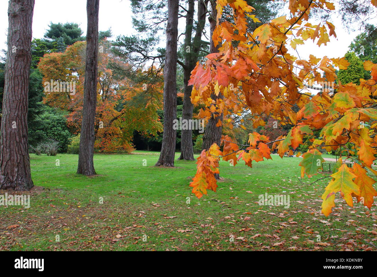 Gloucestershire, UK. 14th Oct, 2017. Japanese maples and colourful ...